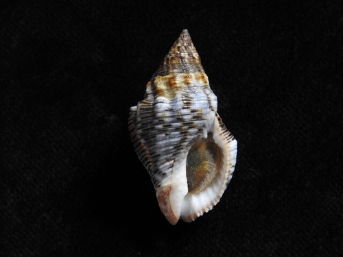 Sea shell Cantharus viverratus 38.5mm ID#7866 | eBay