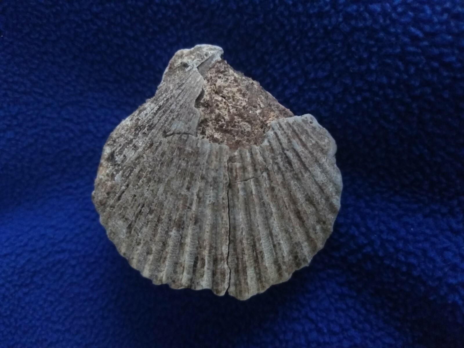 SC01 FOSSILIZED Scallop Sea Shell 42 mm Marine Bivalve Mollusks ...