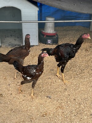 4 Indigo Gigante Chicken Hatching Eggs | eBay