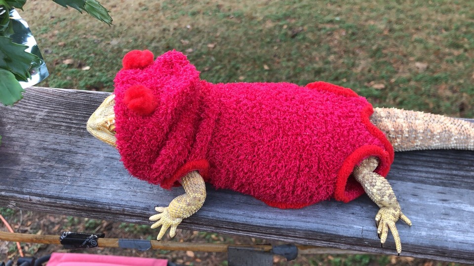 RED SOFT FUR SNUGGY #6 XLRG SLEEVELESS BODY SHIRT HOODY 4 UNISEX ...