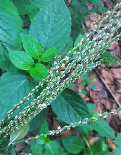 Dried Achyranthes Aspera Apamarg Panchang Raw Herb Latjira,Chirchita ...