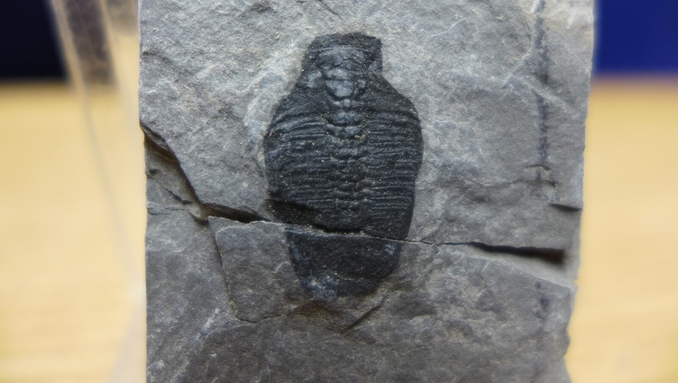 GEOLOGICAL ENTERPRISES Cambrian fossil trilobite Bathyuriscus ...