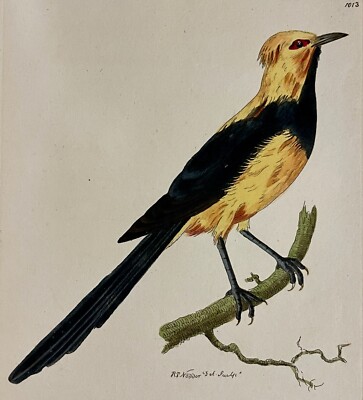 1789 Gorget Paradise-Bird Shaw & Nodder Hand Colored Copperplate ...