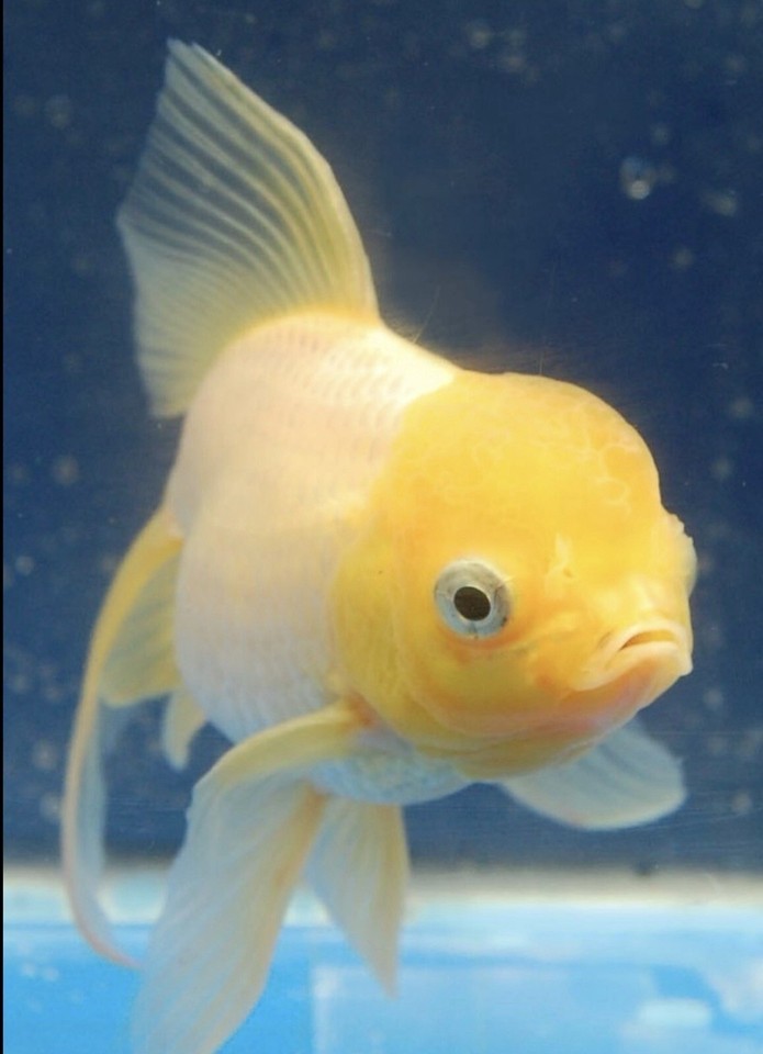 4-Pack Yellow Cap Oranda Goldfish 2–2.5” – Live Fancy Freshwater ...