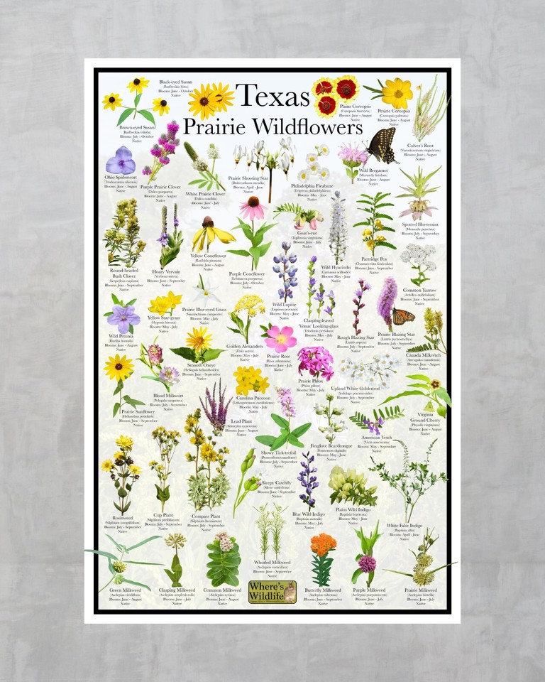 Texas Prairie Wildflowers Flower Identification Poster / Native Plants ...