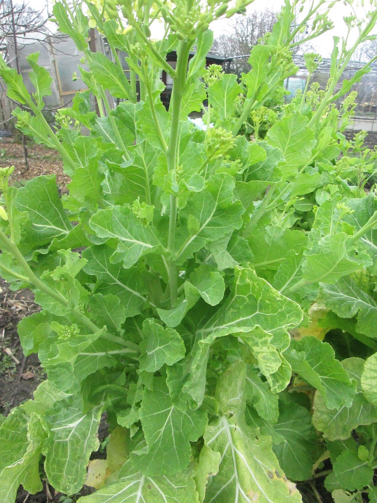 ASTURIAN TREE CABBAGE - HARDY PERENNIAL - 50 SEEDS BUY ONE GET ONE FREE ...
