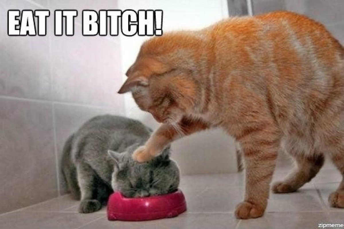 Animal Eating Memes