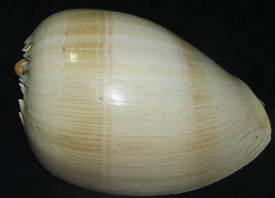 167 mm HUGE Melo Aethiopica Baler Volute Seashell Sea Shell UNCOMMON | eBay