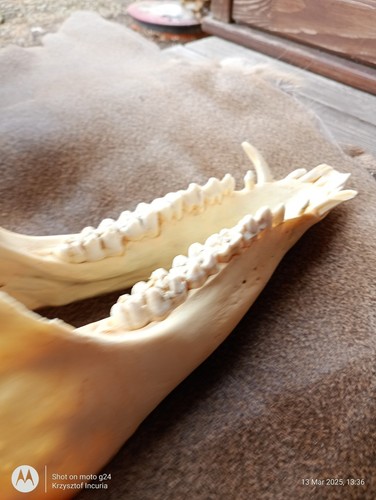 One Wild Boar Hog Skull Lower Jaw With Complete Set Of Teeth Fangs ...