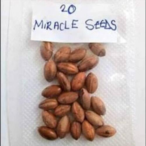 Miracle Fruit Seeds - (20 Seeds) Extra Rare Organic Variety for Home ...