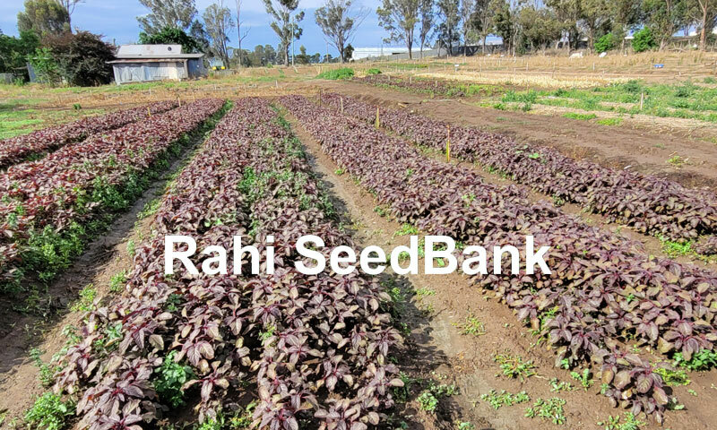 Amaranth Red Blood 100 Seeds Lal Shak Chu Hinn choy Rajgira Phak khom ...