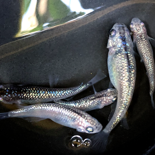 10+5 Free Sapphire Fertilized Japanese Medaka Fish Eggs-USA Bred | eBay