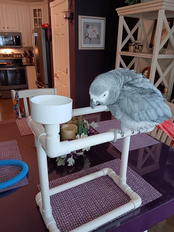 Custom 3/4" PVC Parrot Breakfast Perch / Table top perch 3/4" pvc with ...