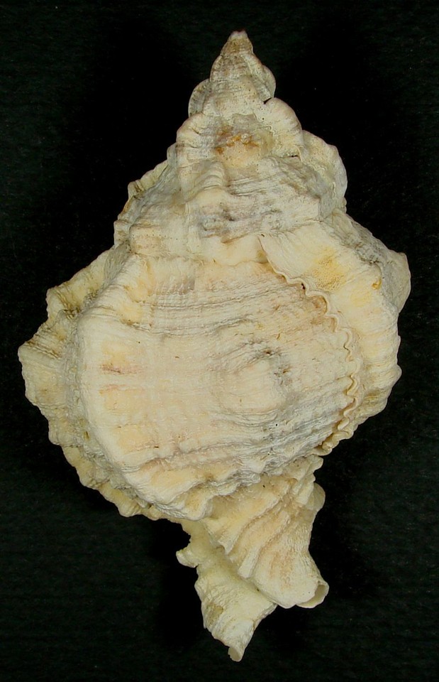MUREX GLOBOSUS 80.72mm SUPER CHOICE SPECIMEN Amuay Bay, Venezuela | eBay