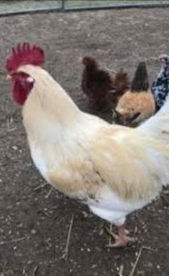 12 Golden Comet Chicken Early Heavy Layer Fertile Hatching Eggs NPIP/AI ...