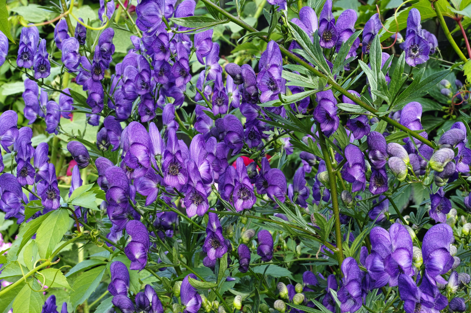 Aconitum Napellus - Monkshood seed | eBay