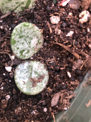 Hoya Mathilde Super Silver Splash Starter Plant | eBay