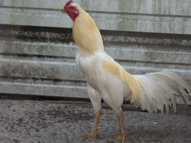 SPUR CUTTING GAUGE + SAW KIT NICE POULTRY ROOSTER CHICKEN COMPLETE ...