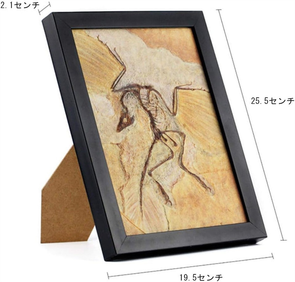 Vitae Archaeopteryx Dinosaur Skeleton Fossil Plate Photo Frame Table ...