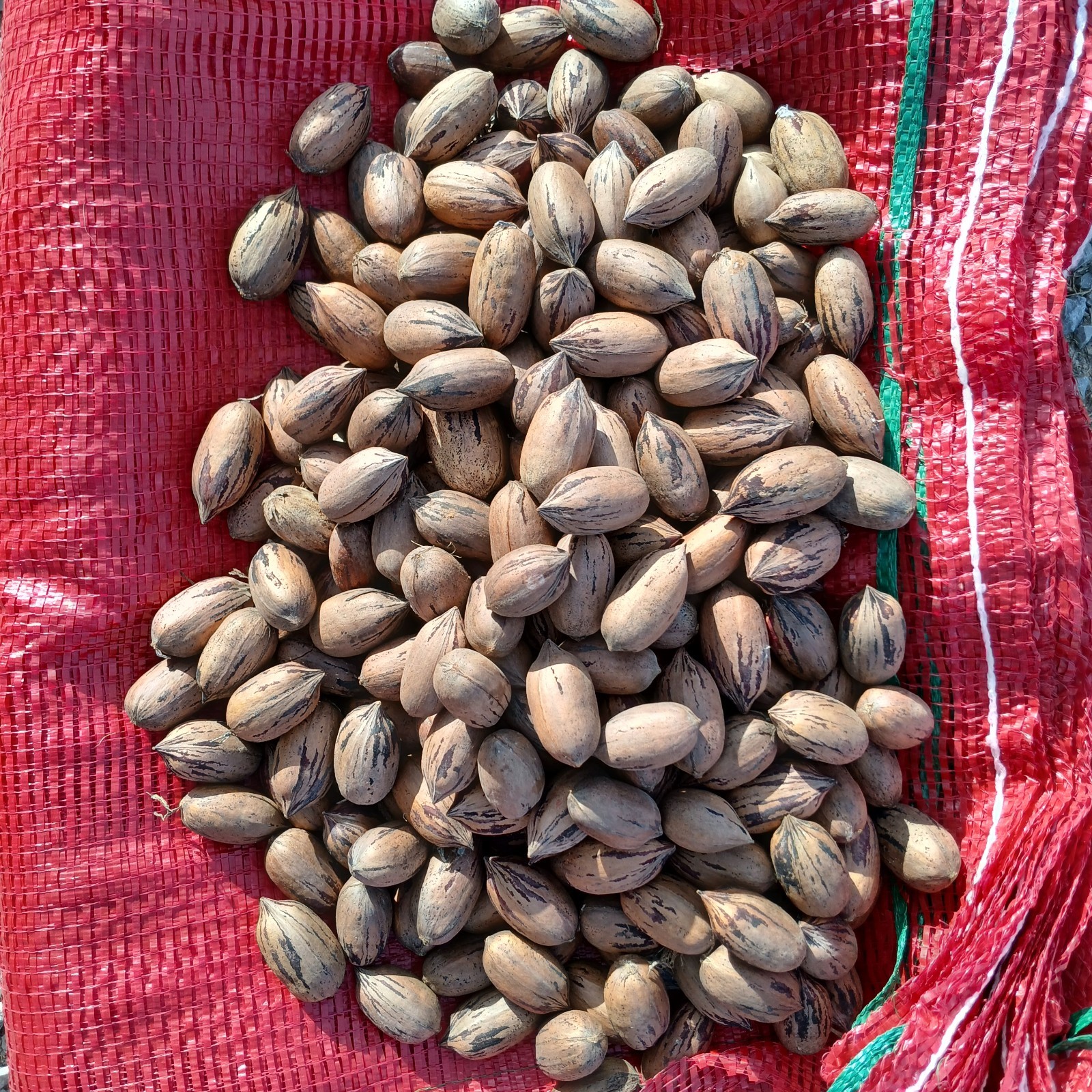 Fresh 2025 Paper Shell Pecans Whole in Shell | eBay