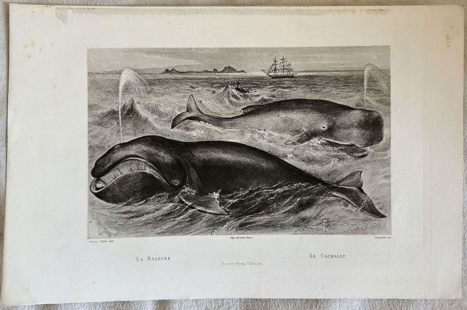 Le Baleine Le Cachalot Whale Sperme Whale Dujardin Henry Gobin | eBay