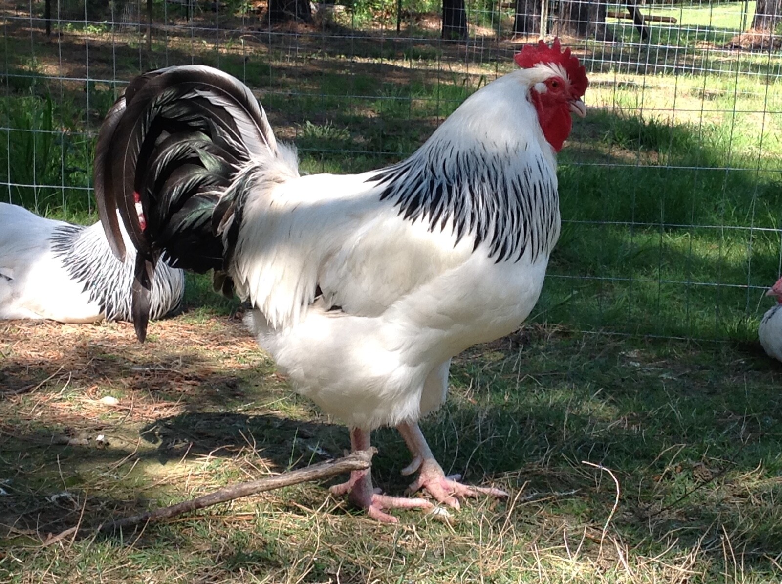 8 Light Sussex Chicken Hatching Eggs Large Fowl | eBay