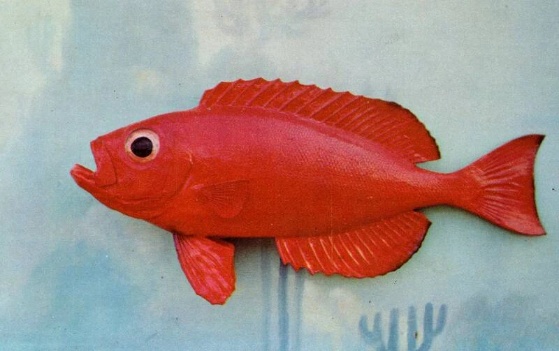 Toro Fish