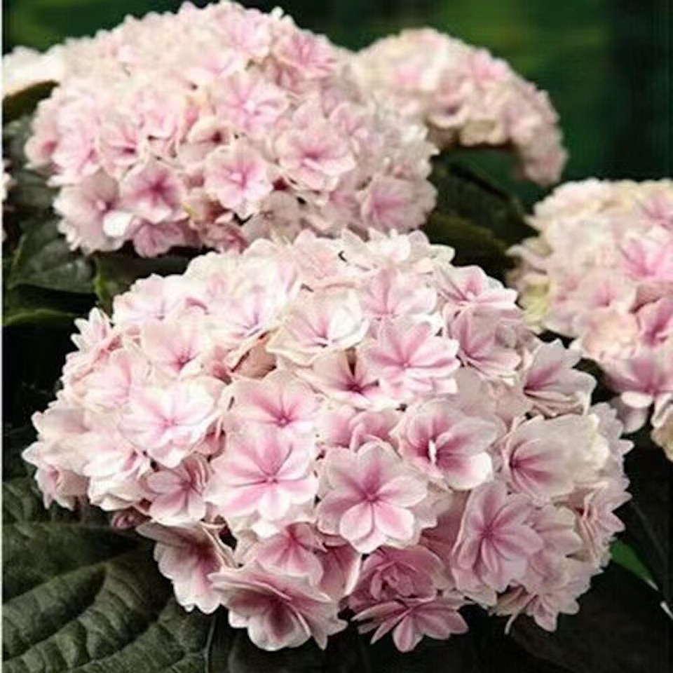 25pc HYDRANGEA SEEDS Garden Plant Flower rare exotic USA seller FREE ...