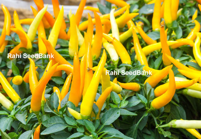 Chilli Cha Cha - A Very Hot & Highly Attractive Chilli - 5 Seeds | eBay ...