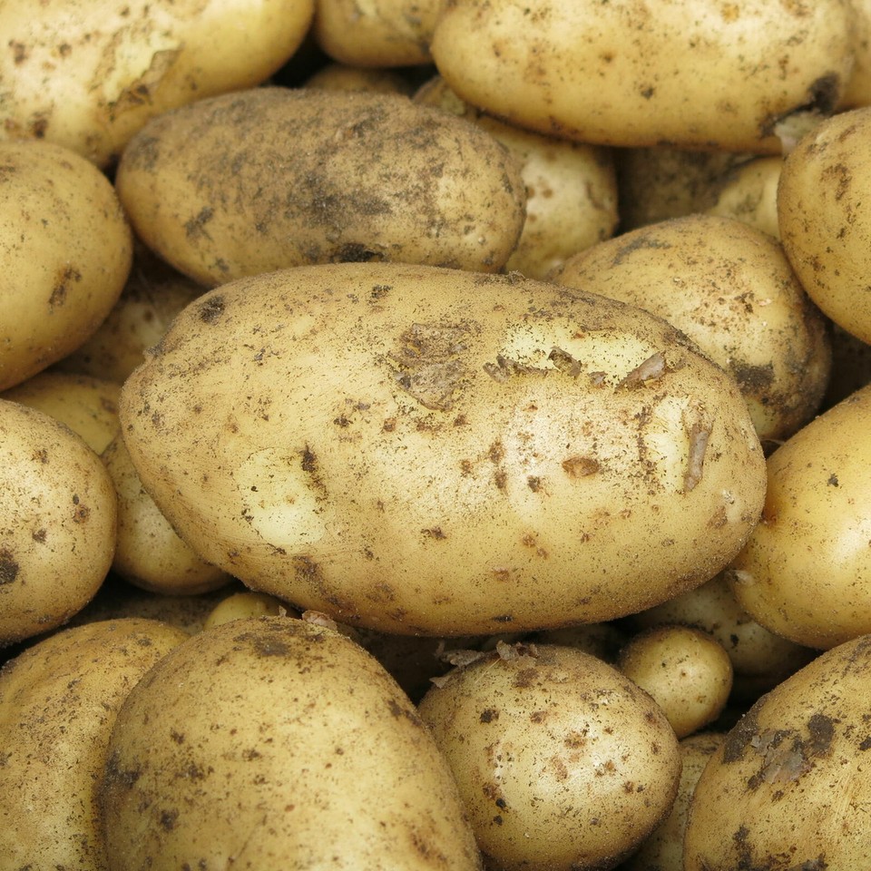 Seed Potatoes 70+ Varieties - Scottish Basic Seed Potatoes X20 Tubers ...