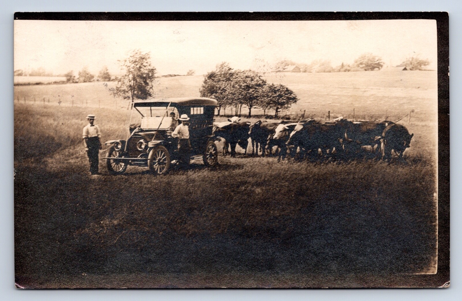Vintage RPPC Ford Model T w/ Men Tending to Cattle in Farm Field Cows ...
