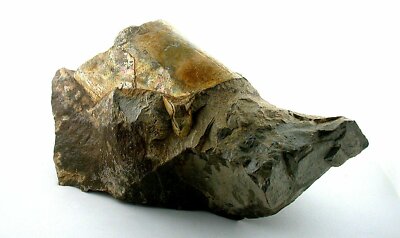 7 Inch 2 Lb 13.7 Oz Baculite Segment Fossil Specimen Butte County South ...