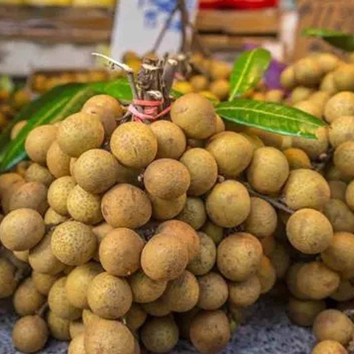 Longan Dimocarpus longan Lour Extract Powder 10:1/20:1/30:1/50:1 Long ...