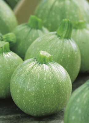 15 NICE LIGHT ROUND ZUCCHINI SEEDS + FREE | eBay UK