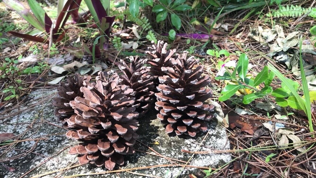 Slash Pine Cone