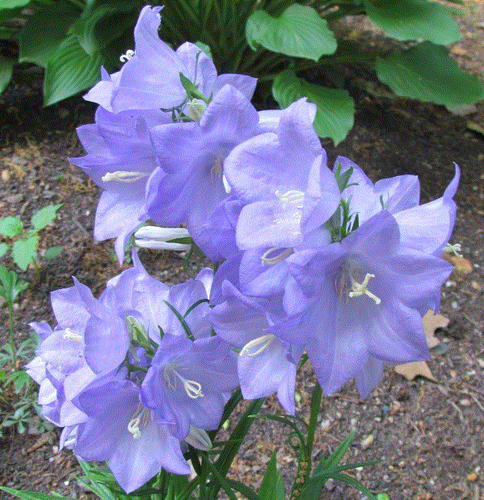 Campanula Takion Blue, Perennial 1 x 1Litre, garden ready plant | eBay UK