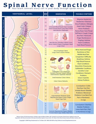 SPINAL NERVE FUNCTION ANATOMICAL CHART 20" x 26" | eBay