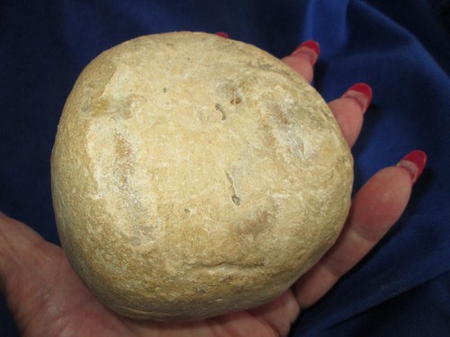 LAKE WACO 1980 Texas Fossil Echinoid Holaster Simplex Cretaceous Age 2 ...