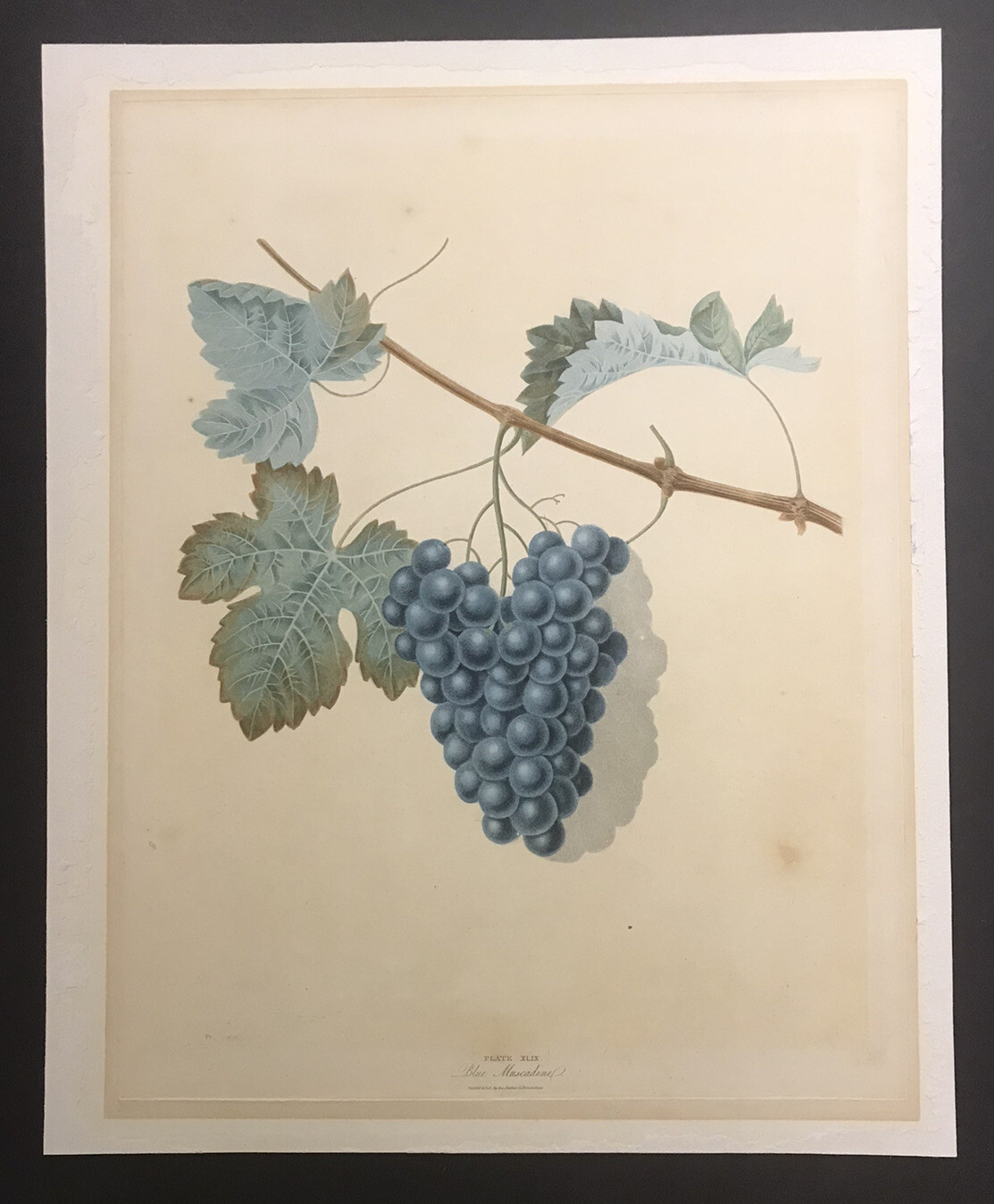 Brookshaw Fruit Large Antique 1812 Hand Colored Stipple Engraving ...