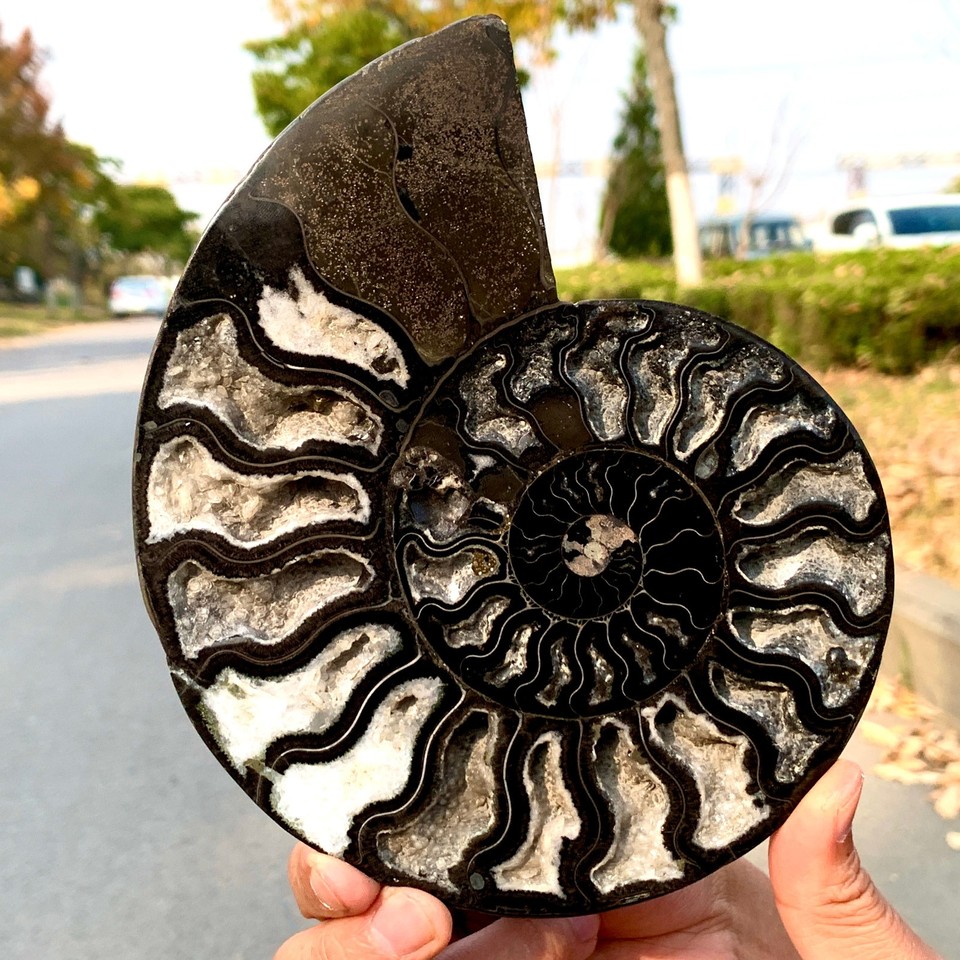 442G Natural carbonized ammonite fossil snail slice specimen from ...