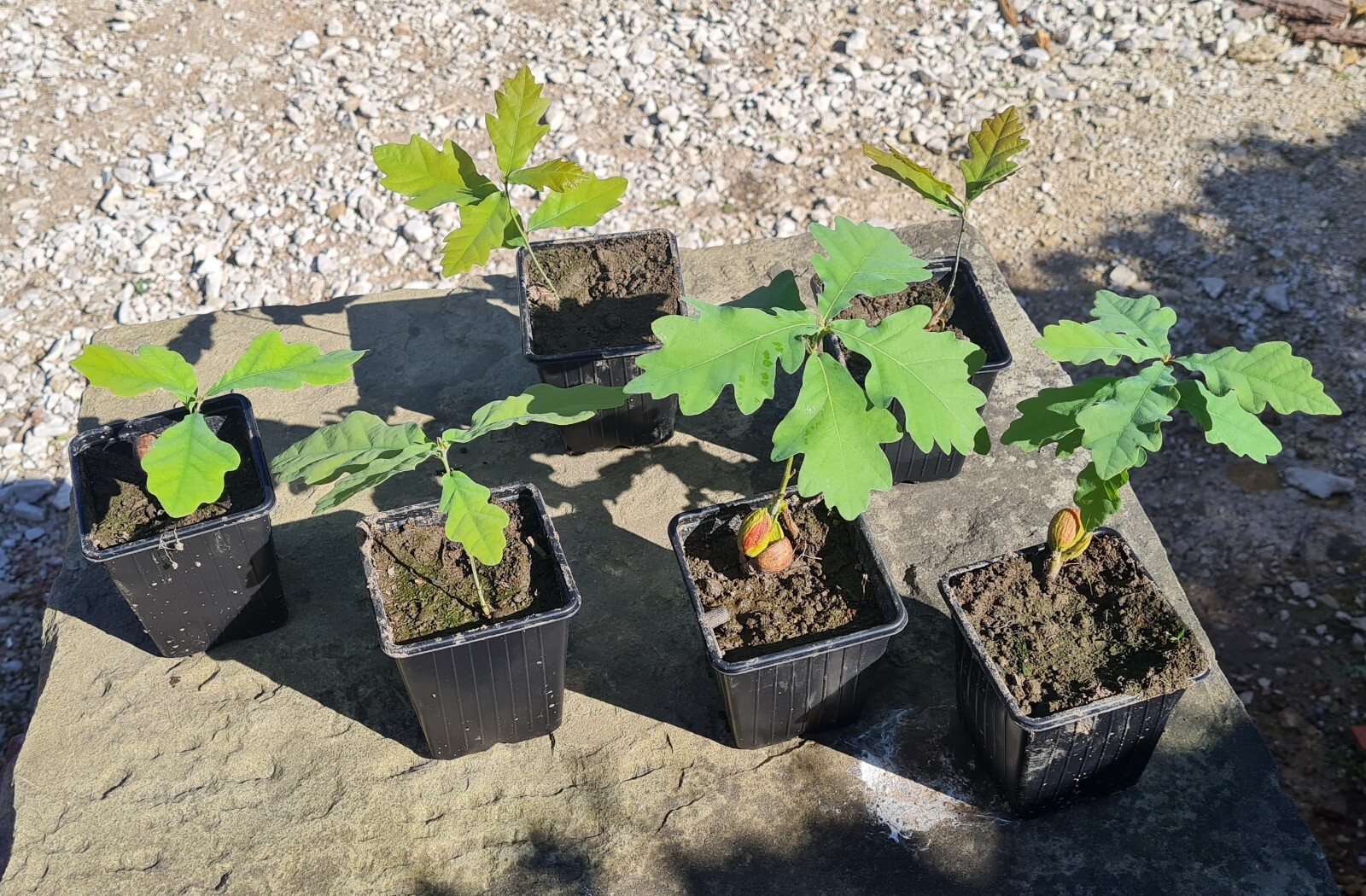 OAK TREE seedlings plant a tree hedge tree sapling Squirrel feeder Dad ...