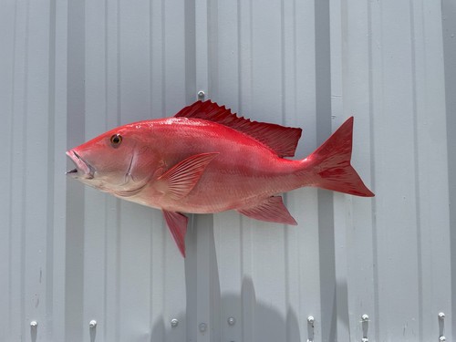25" Red Snapper Two Sided Fish Mount Replica - Quick Production | eBay