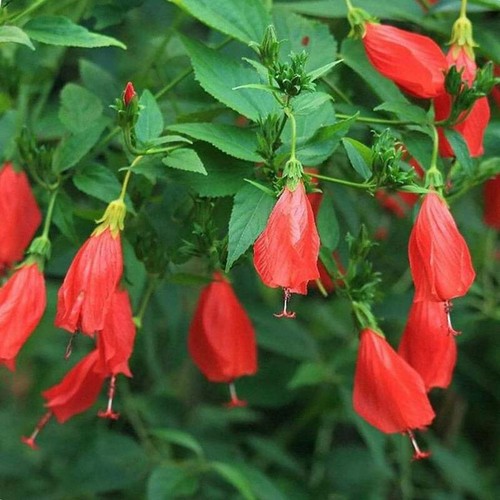Red Hibiscus Sleeping Flower Bush Turk's Caps Live Plant Cutting Nodes ...