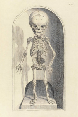 Skeleton of a Baby Anatomy of the Human Body Engraving 1690 Poster Art ...