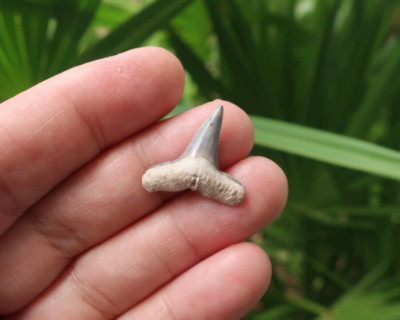 0.98" Lemon Shark (Negaprion sp.) Fossil Tooth Bone Valley Florida | eBay