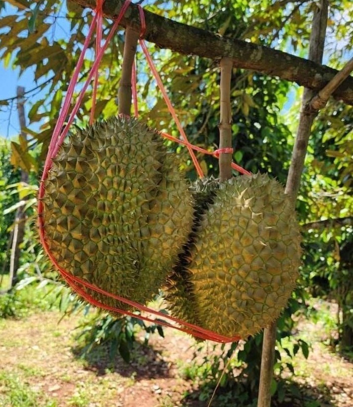 Durian Tre Blomst 60000+ Gratis Bilder Av Durian Fruit Og Frukt