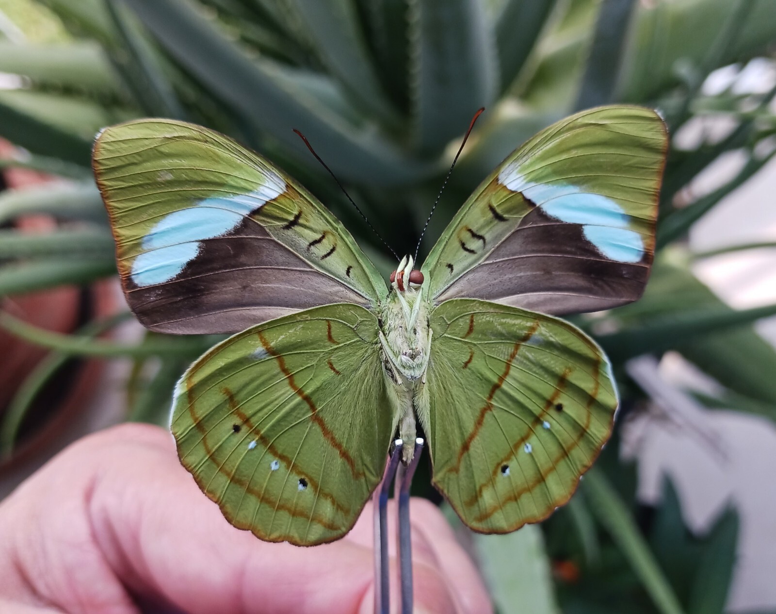 NESSAEA HEWITSONI MALE REAL BUTTERFLY MOUNTED RIKER FRAMED FROM PERU ...