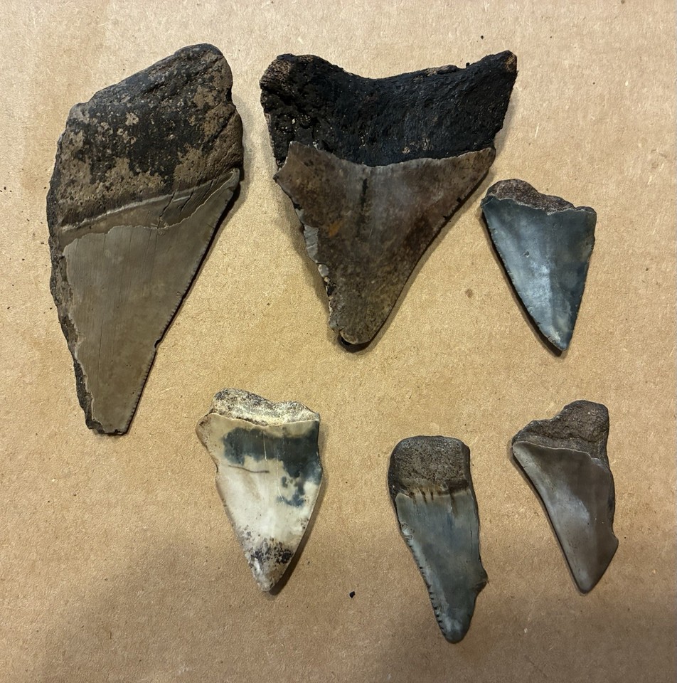 Megalodon Prehistoric Shark Tooth Fossil Lot St. Mary’s River ...