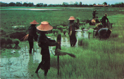 Postcard Nakorn Chaisri Thailand Uproot rice seedings No. 128 VTG ME5 ...