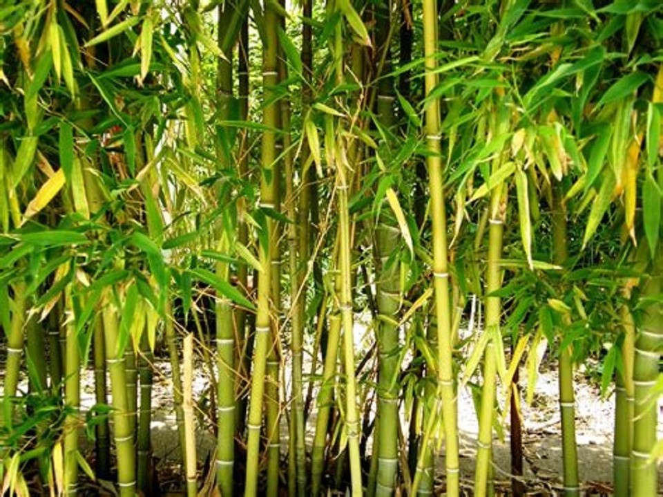 50 Yellow Bamboo Seeds Privacy Seed Garden Clumping Shade Screen 385 US ...